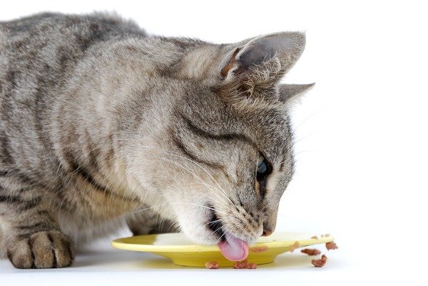 Les besoins nutritionnels d’un chaton: nos recommandations